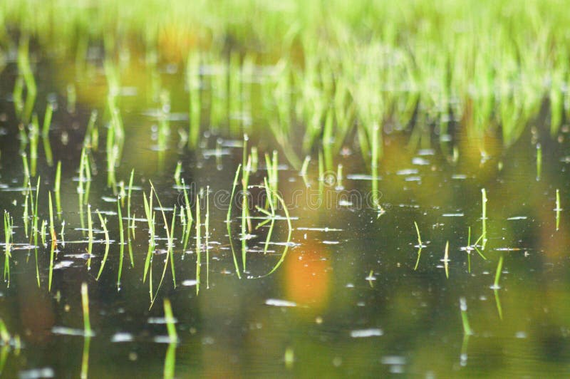 Grass on Paddy Field and Water Stock Image - Image of green, morning ...