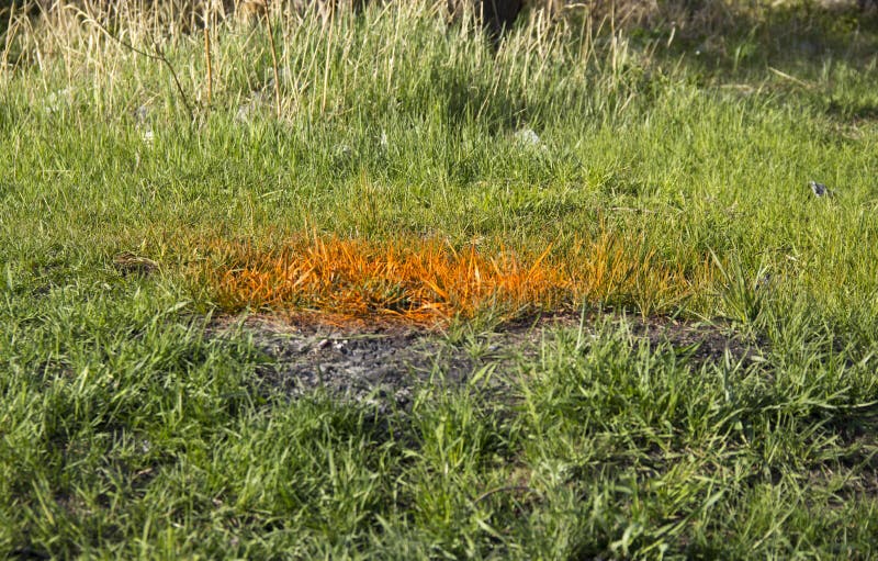 Grass is Painted in Bright Orange Stock Photo - Image of background ...