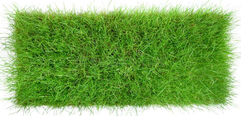 Real Grass - Panorama on White Background Stock Photo - Image of growth ...