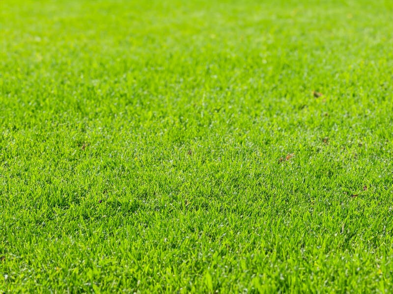 Grass, Park Field Texture Green Stock Photo - Image of background ...