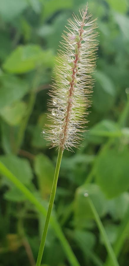 Grass part nature stock photo. Image of grass, perfect - 131905486