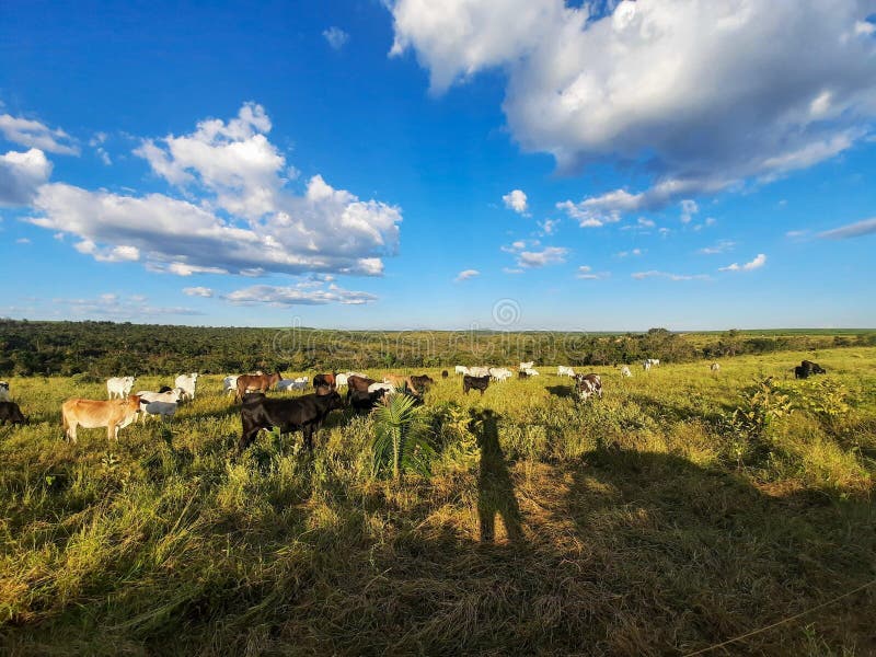 Grass Pasture a Bovine Farm Stock Photo - Image of landscape, cattle ...