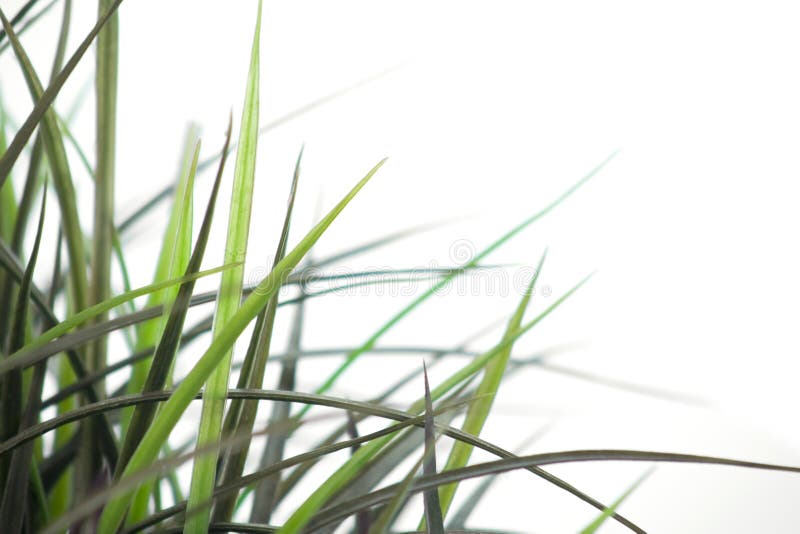 Grass Patch 2 stock photo. Image of abstract, lawn, plant - 8242938