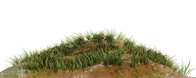 Grass Patch Isolated on White Background.3D Rendering Stock ...