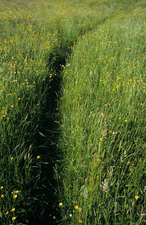 Grass Path among Tall Wildflowers Stock Photo - Image of natural ...