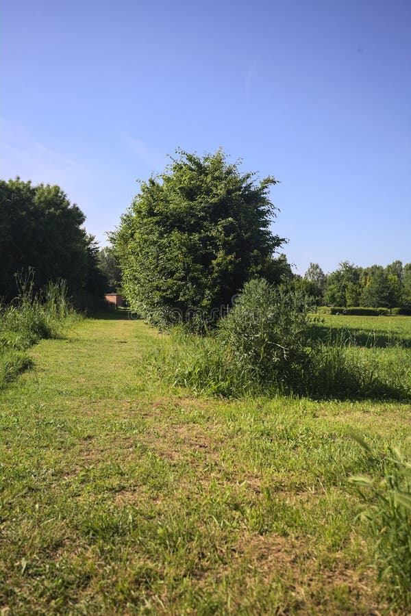 Grass Path Bordered by Trees Stock Photo - Image of fresh, beam: 320081772