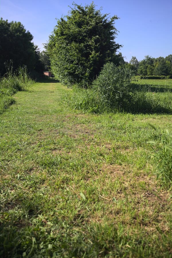 Grass Path Bordered by Trees Stock Photo - Image of environment, beam ...