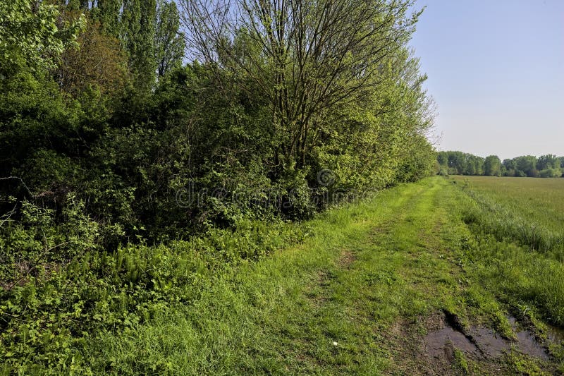 Grass Path between Thick Bushes. Sunny Weather Stock Image - Image of ...