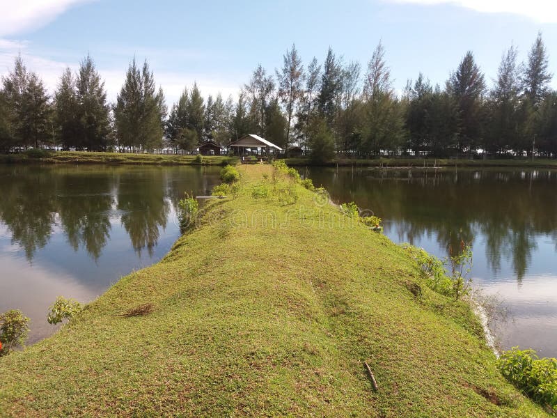 Grass Path between Fish Ponds Stock Photo - Image of pond, lake: 287342324