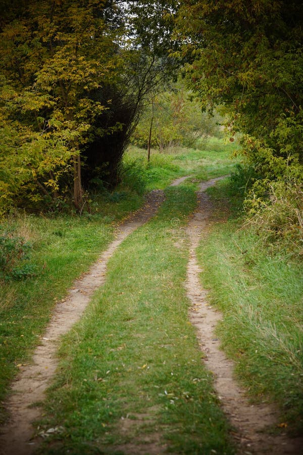 Grass Path between Green Trees in the Forest Stock Image - Image of ...