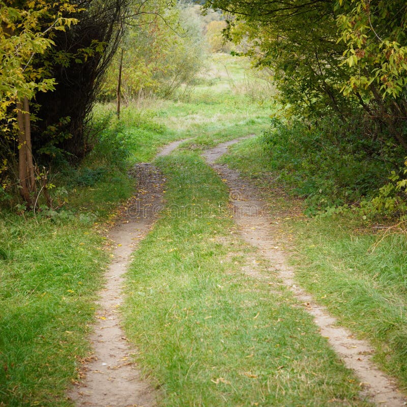 Grass Path between Green Trees in the Forest Stock Image - Image of ...