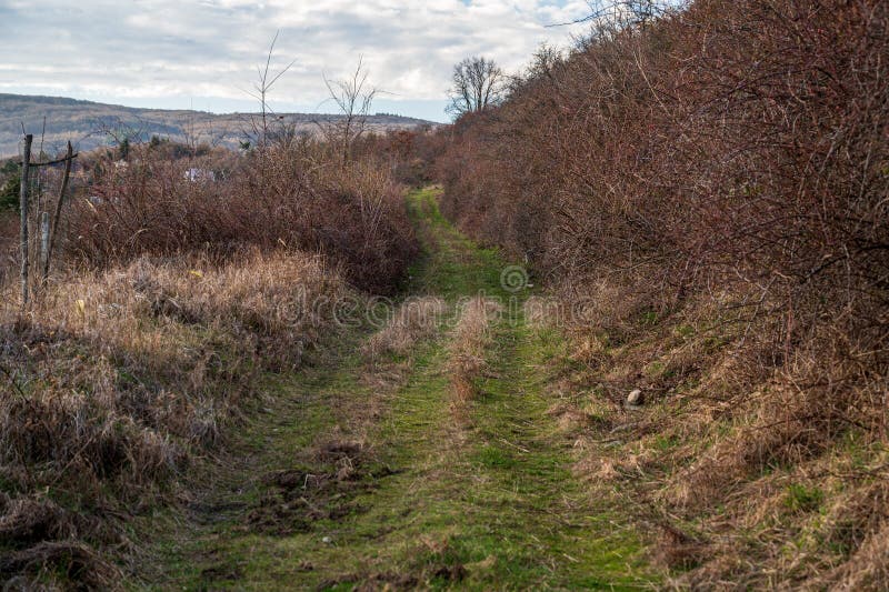 Grass Path between Thick Bushes. Sunny Weather Stock Image - Image of ...