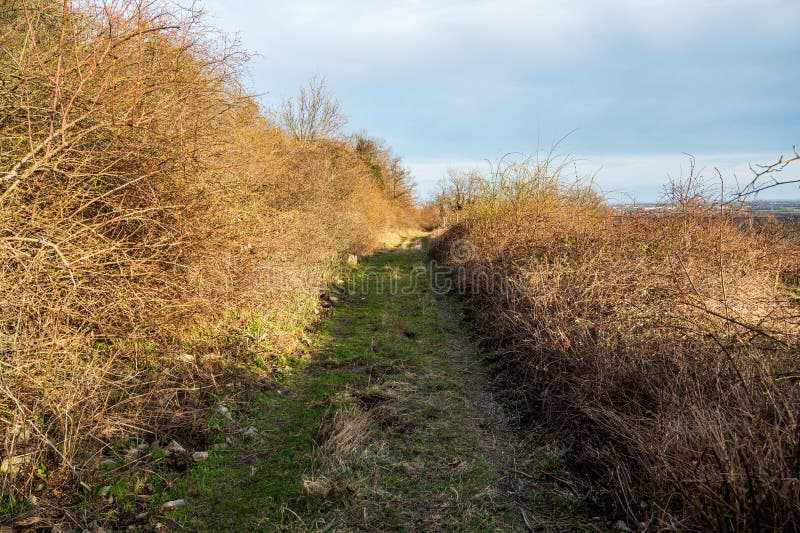 Grass Path between Thick Bushes. Sunny Weather Stock Photo - Image of ...