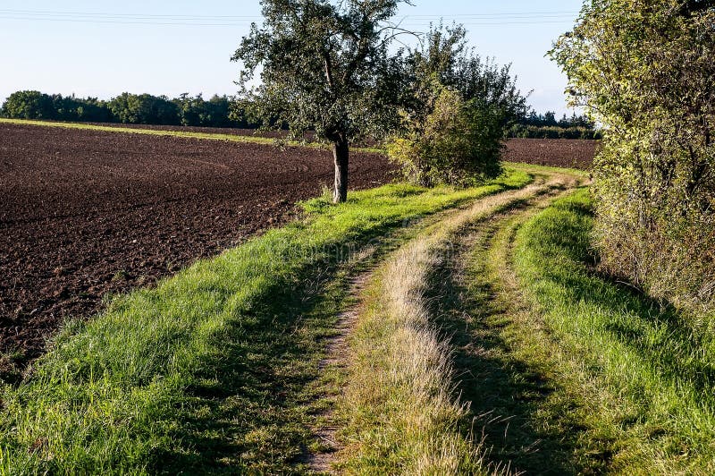 Grass path and trees stock photo. Image of path, sunny - 38415094