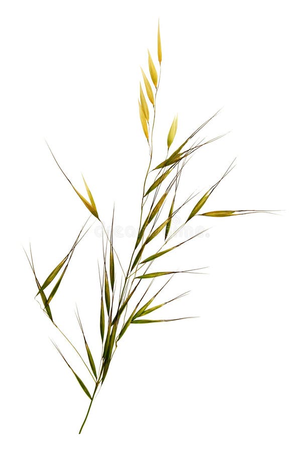 Wild oat stalk. stock image. Image of seeds, background - 163204569