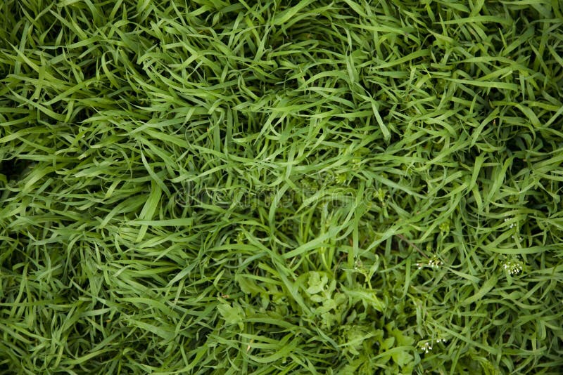 Grass pattern stock image. Image of gree, botanic, grass - 16506285