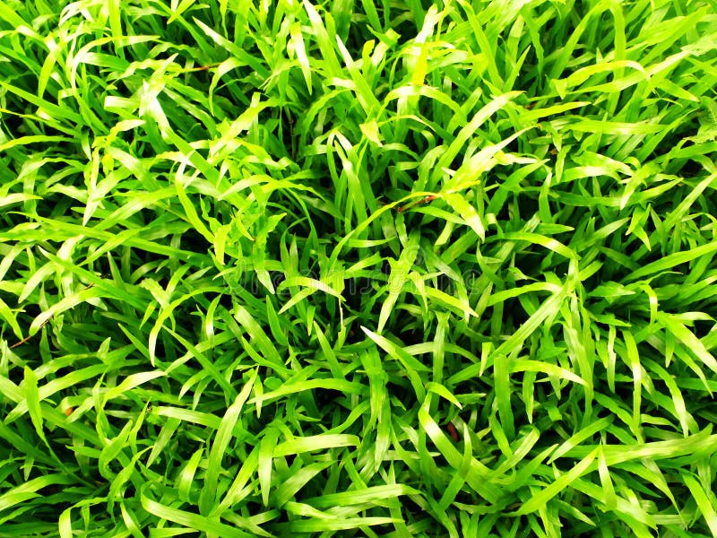 Grass pattern stock image. Image of ground, garden, plot - 46263259