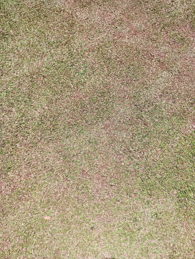 Grass Pattern on the Ground Stock Image - Image of ground, pattern ...