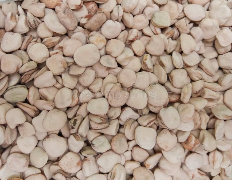 Lathyrus Sativus or Khesari Dal Stock Image - Image of pulse, guaya ...