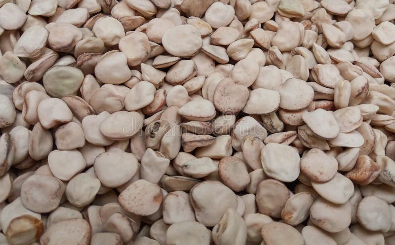 Lathyrus Sativus or Khesari Dal Stock Image - Image of pulse, guaya ...