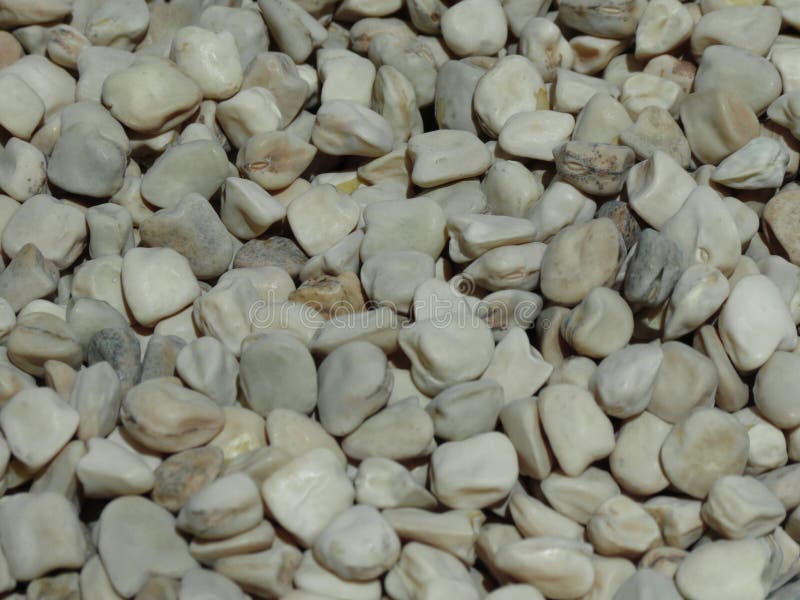 Lathyrus Sativus or Khesari Dal Stock Image - Image of pulse, guaya ...