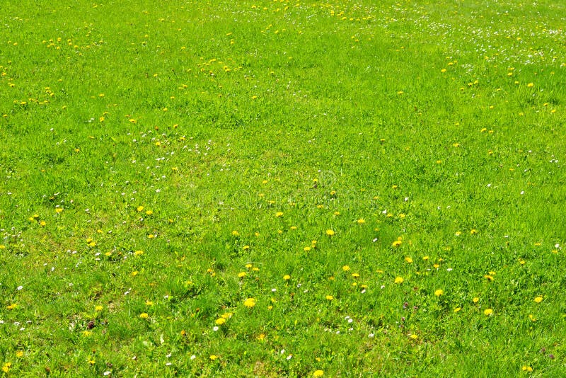 Grass - perspective - 9624 stock photo. Image of grass - 95531506