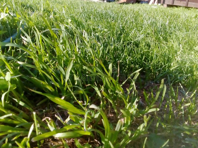 Grass stock image. Image of theme, grass, lawn, summer - 75552021