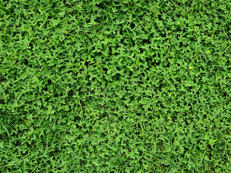 Grass stock image. Image of field, lawn, pattern, plants - 31494977