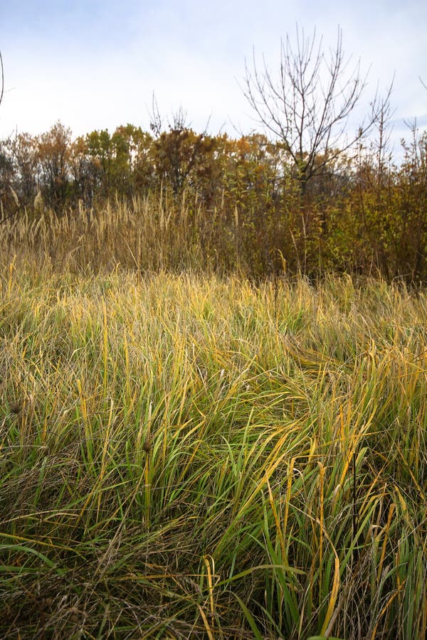 Grass stock photo. Image of yellow, tall, fall, clear - 85964228