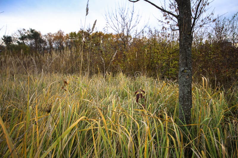 Grass stock image. Image of meadow, tall, landscape, wildlife - 85964285