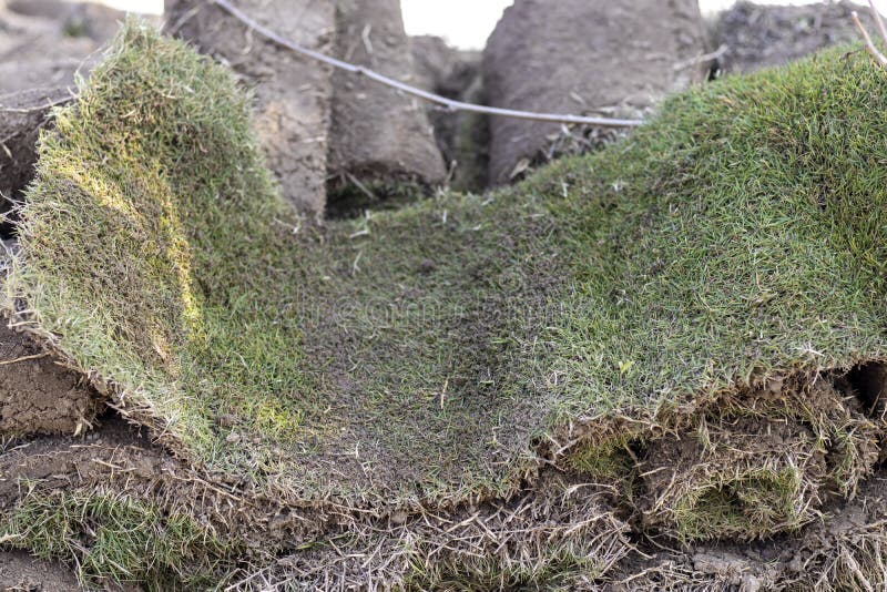 Grass Piece of Sheet for Lawn Stock Image - Image of grass, propagation ...