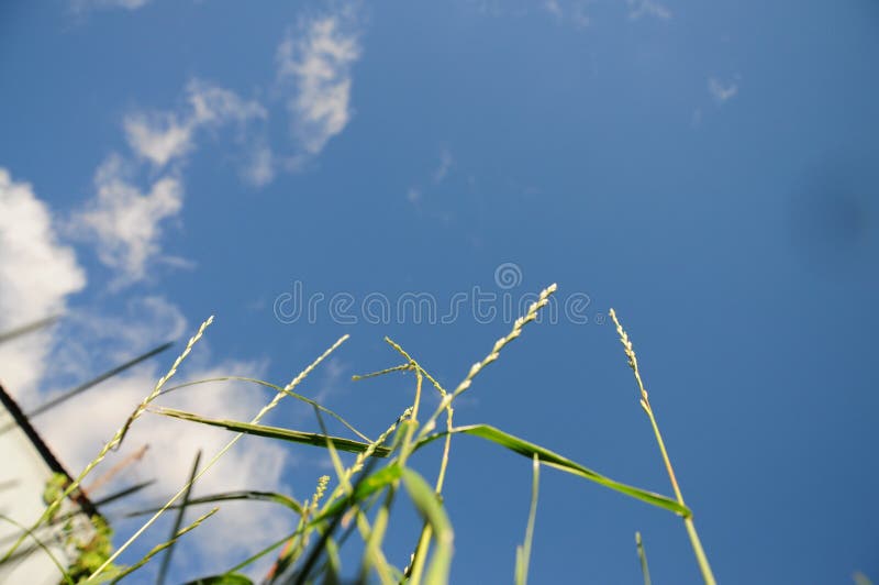 Grass pierces the sky stock image. Image of branch, green - 258171293