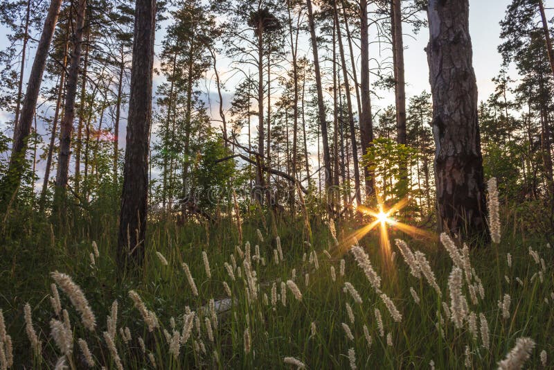 Grass in a pine forest stock photo. Image of color, nature - 161252706