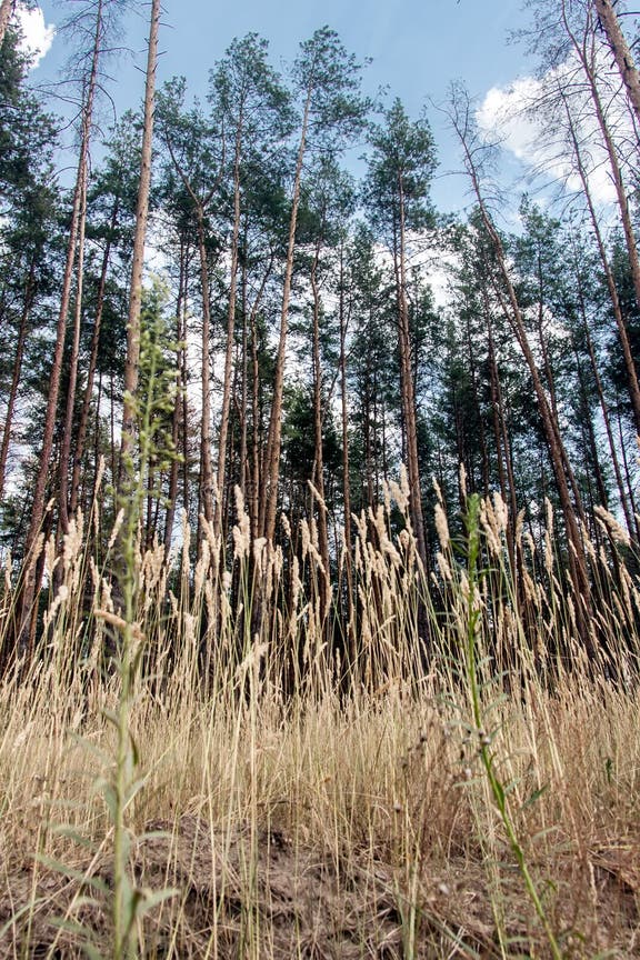 Grass and pine stock image. Image of wood, season, tall - 32706211