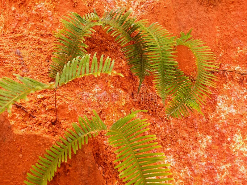 This Grass Plant Can Grow on a Sloping Ground. Stock Photo - Image of ...