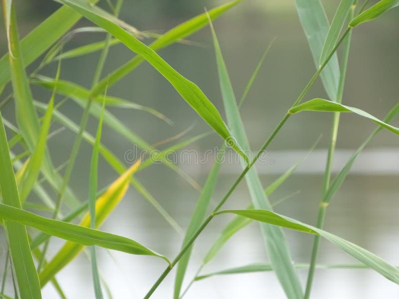 Grass, Plant, Grass Family, Leaf Picture. Image: 113061909