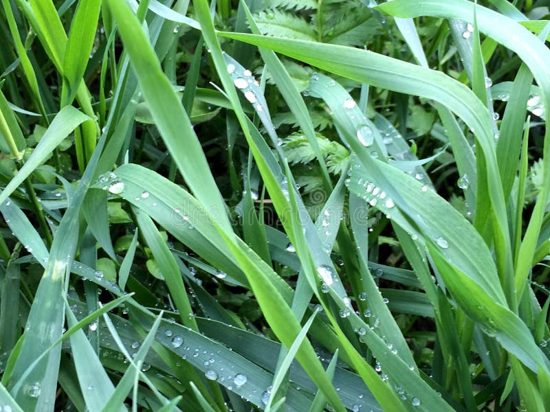 Grass, Plant, Grass Family, Leaf Picture. Image: 113061909