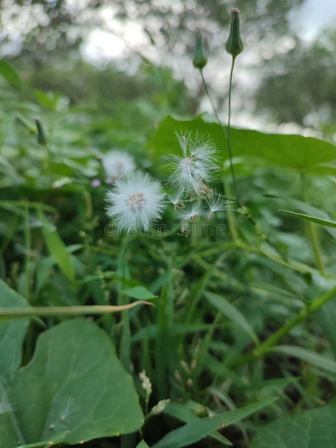 Grass Plant in the Field Blur Model Stock Image - Image of blur, model ...