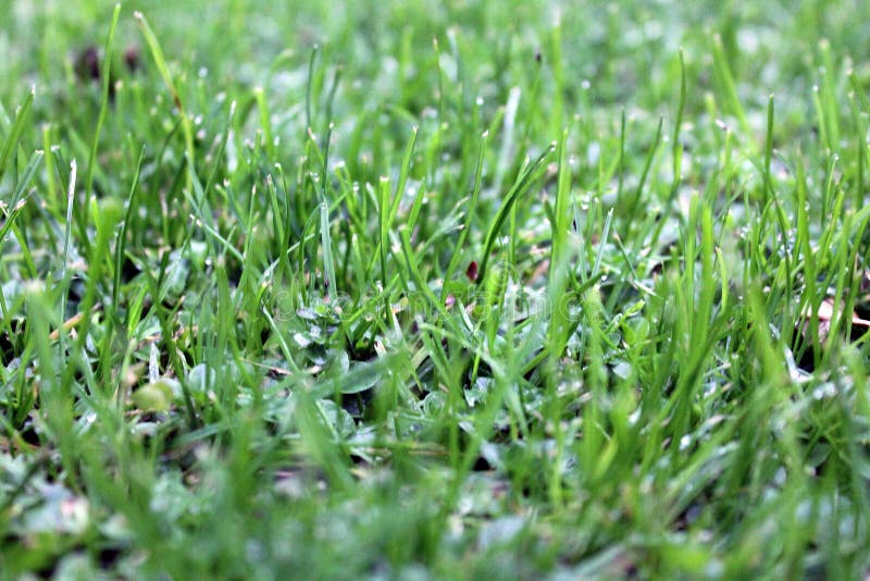 Grass, Plant, Moisture, Grass Family Picture. Image: 112678404
