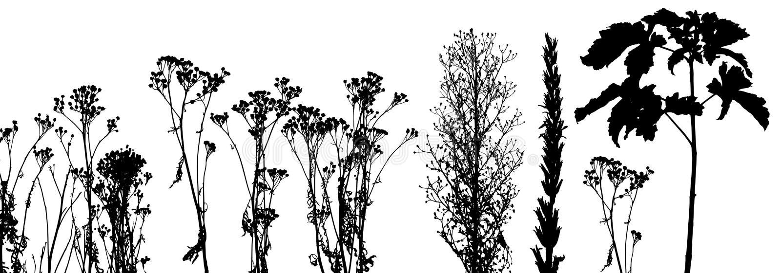 Plant borders stock vector. Illustration of edge, graphic - 2680040