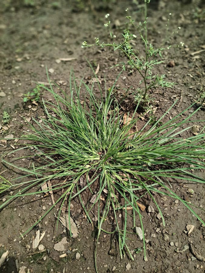 The Plant with Wide Leaves and White Flowers Stock Image - Image of ...