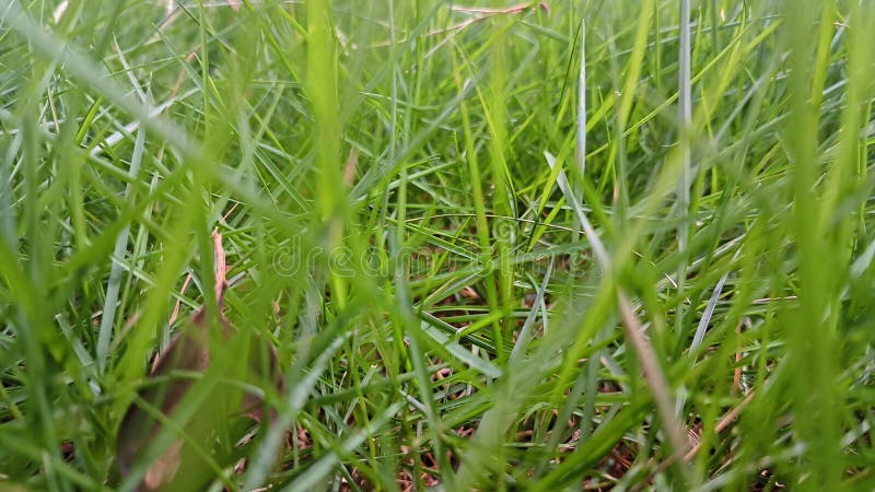 Grass plants stock photo. Image of medieval, grass, soil - 310066746
