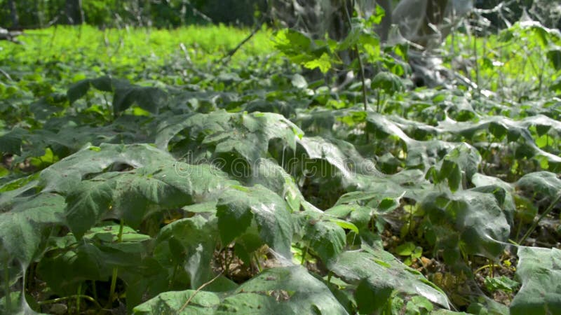 Grass and Plants in Cobweb Tissue Web Made by Bird-cherry Moth Larva ...