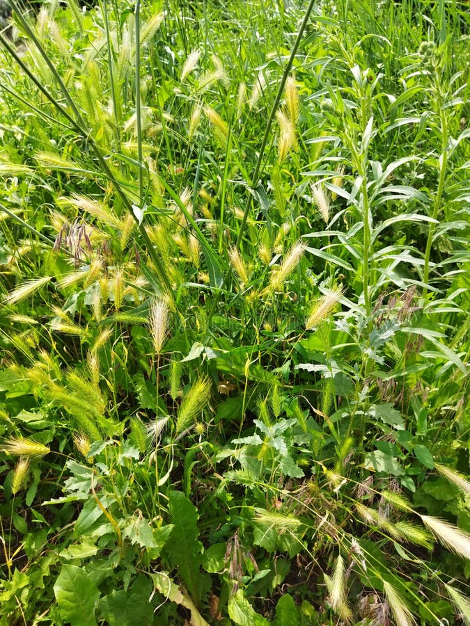 Only grass and plants stock photo. Image of grass, spikelets - 222202644