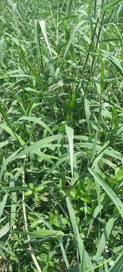 Grass Plants that Grow in the Yard of the House Stock Image - Image of ...