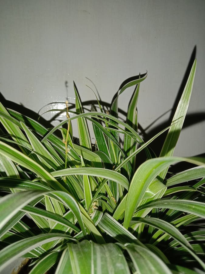 The Grass Plants at Night are Very Lush Stock Image - Image of plants ...