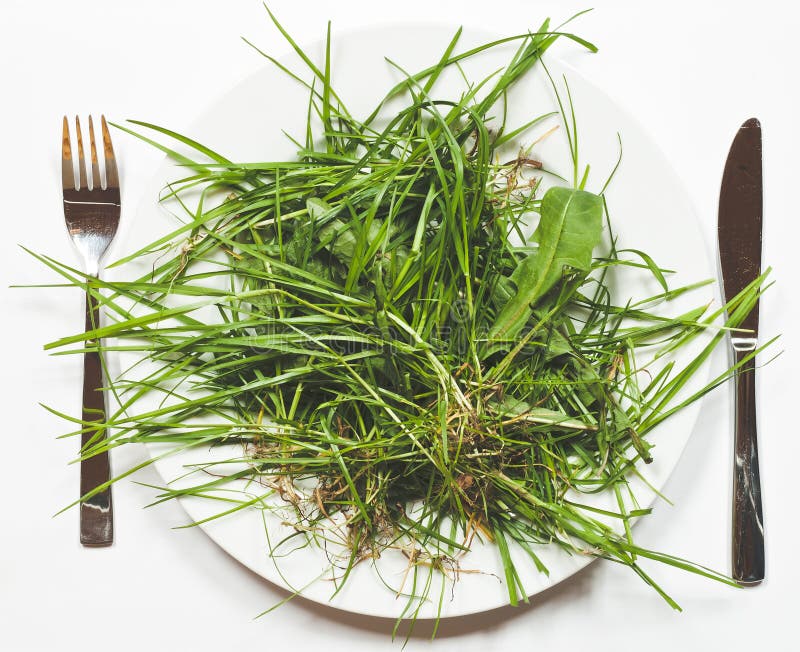 Grass plate stock image. Image of leaves, health, salad - 52978537