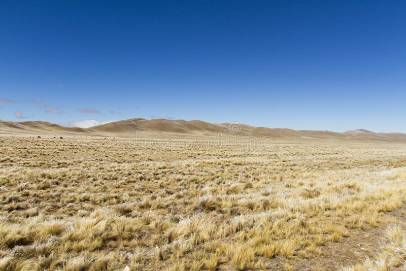 Grass in the plateau stock image. Image of argentina - 46155511