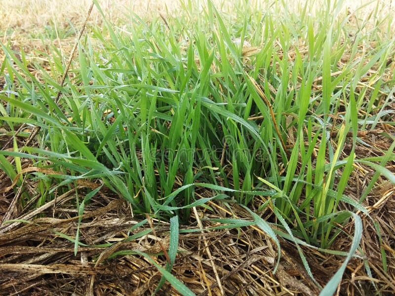 Grass stock photo. Image of nature, autumn, green, grass - 131306806