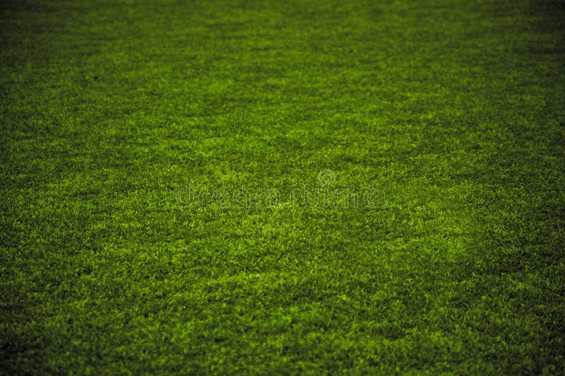 Grass Texture stock photo. Image of lawn, pasture, front - 28280706